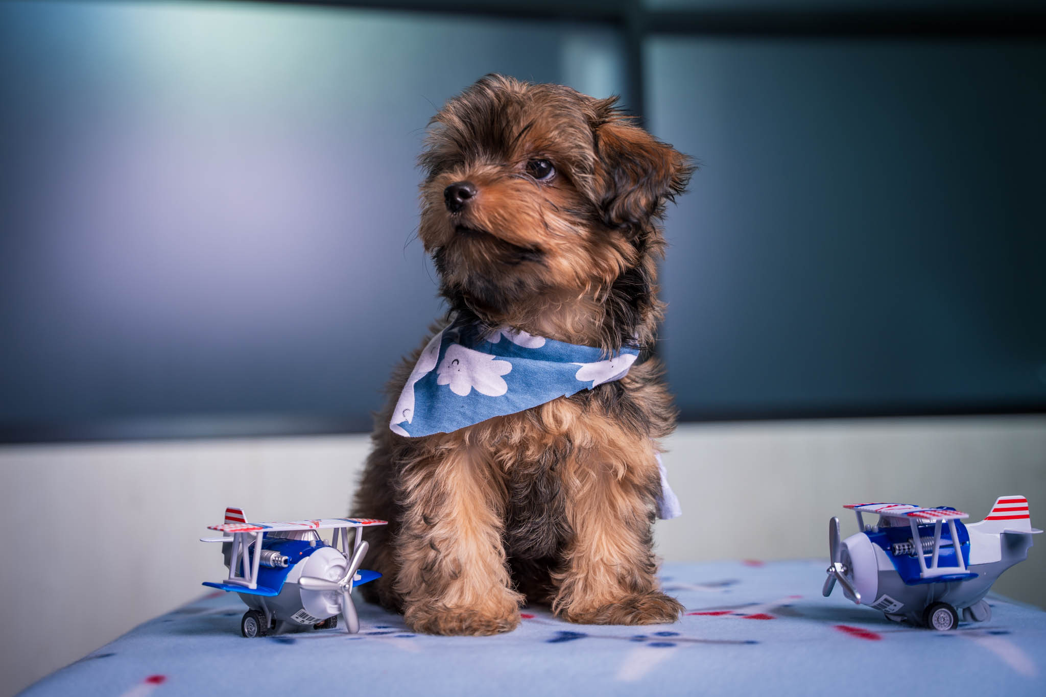 Enter our #GivingTuesday Virtual Pet Parade | Academy of Model ...